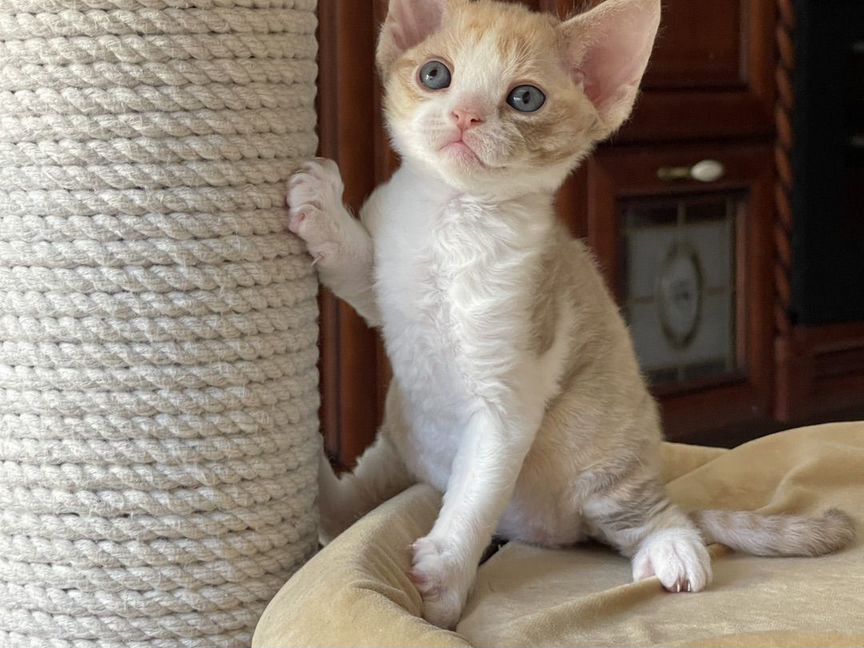 Девон-рекс котенок девочка в разведение