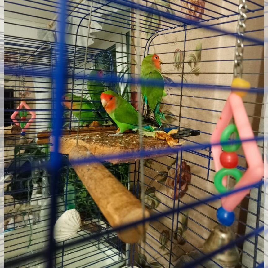 Попугаи неразлучники с клеткой