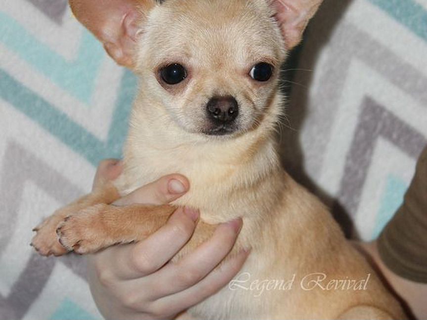 Чихуахуа мини девочка