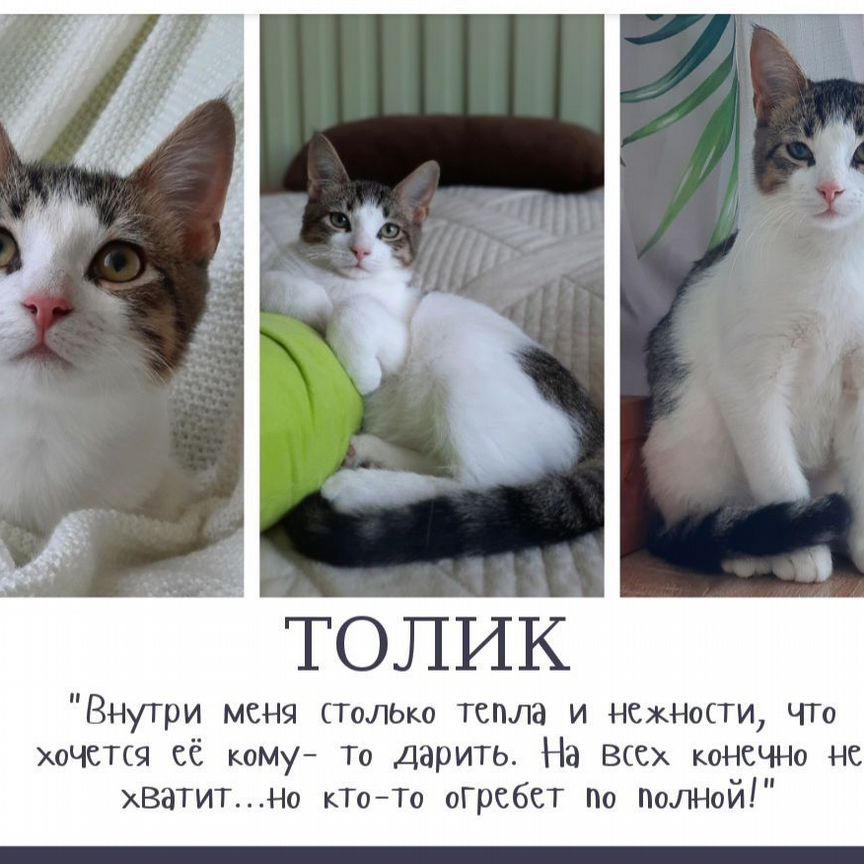 Котята в добрые руки бесплатно мальчик
