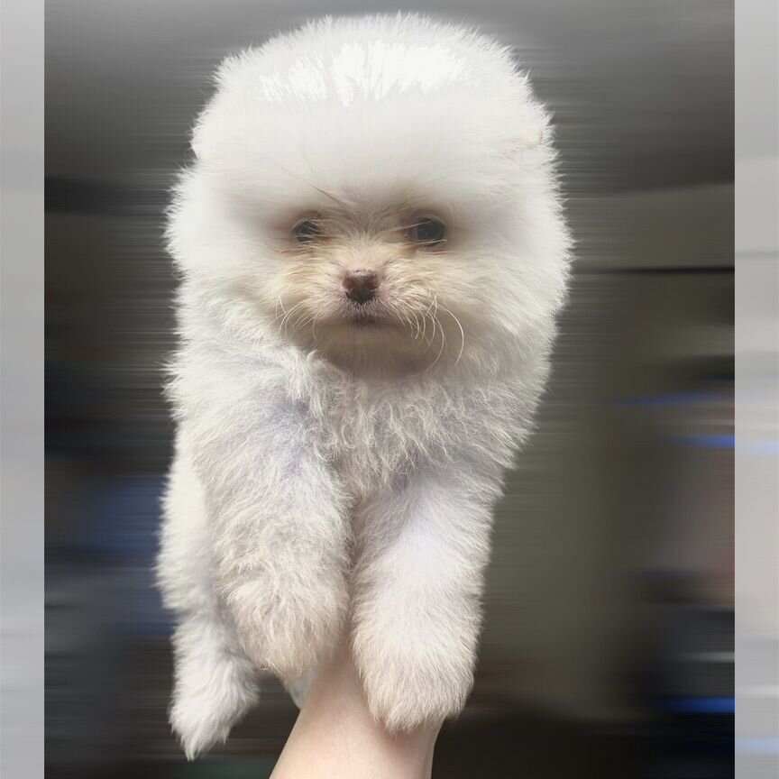 Померанский шпиц, щенок