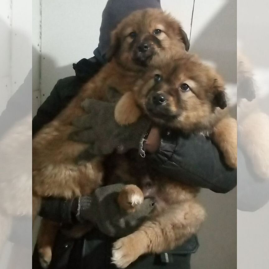 Щенок в добрые руки