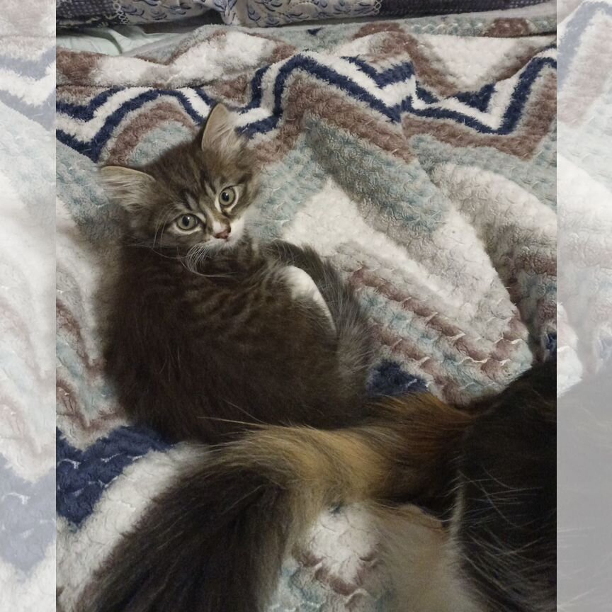 Британский длинношёрстный котёнок