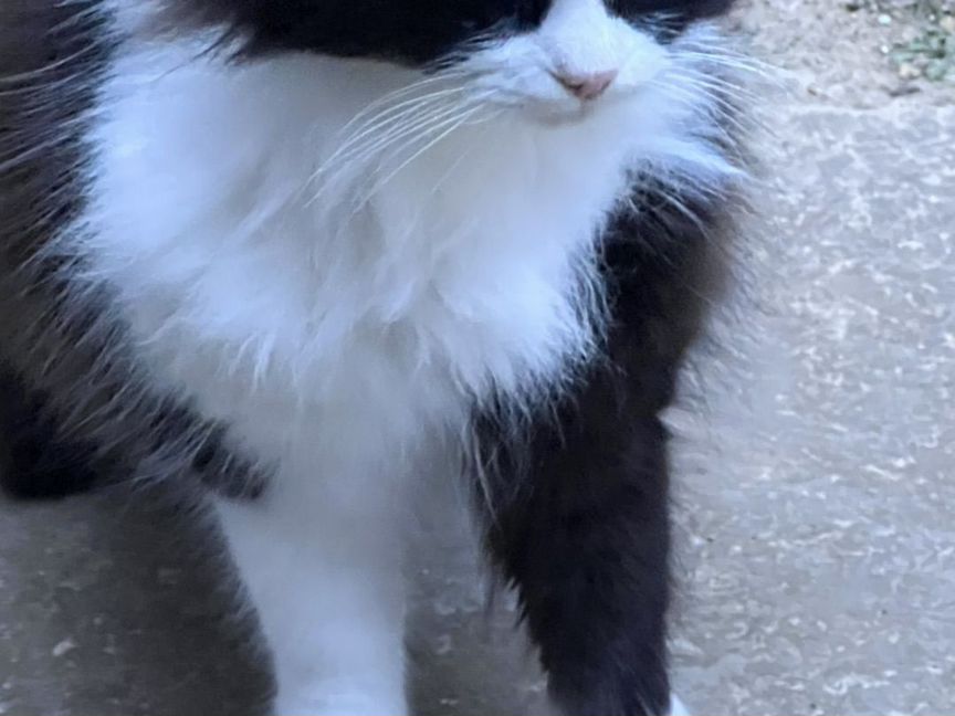 Кошка Кот