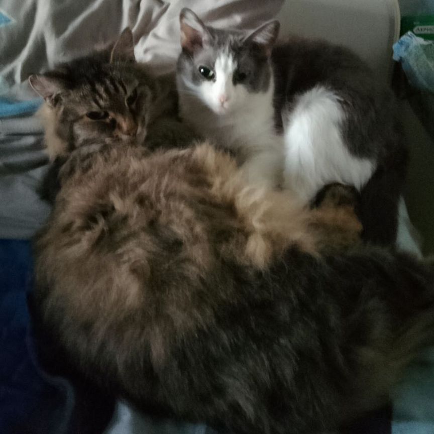 Взрослый кот в добрые руки