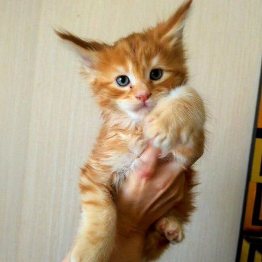 Кому большого друга в семью