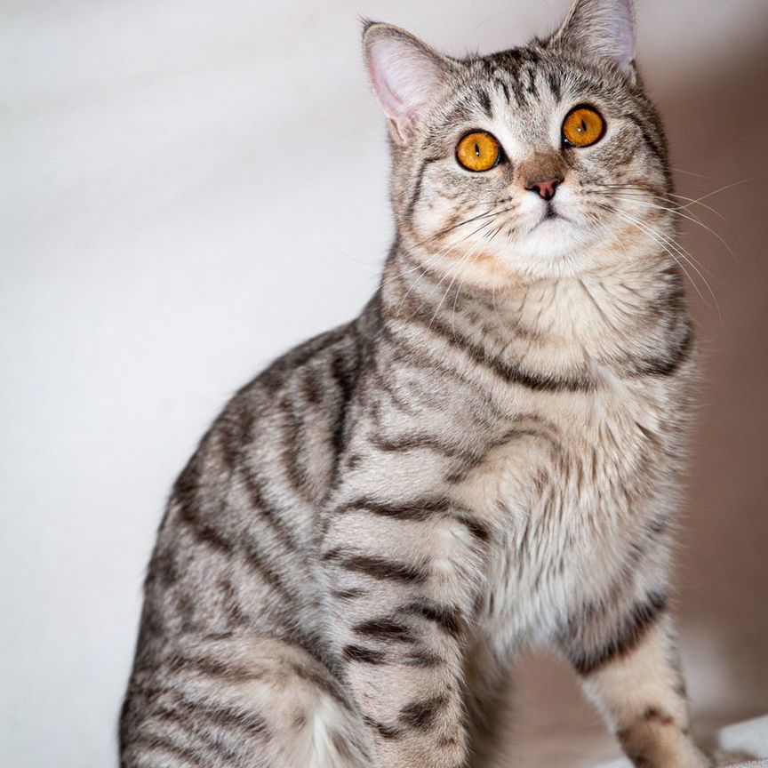 Котик Вельвет ищет дом