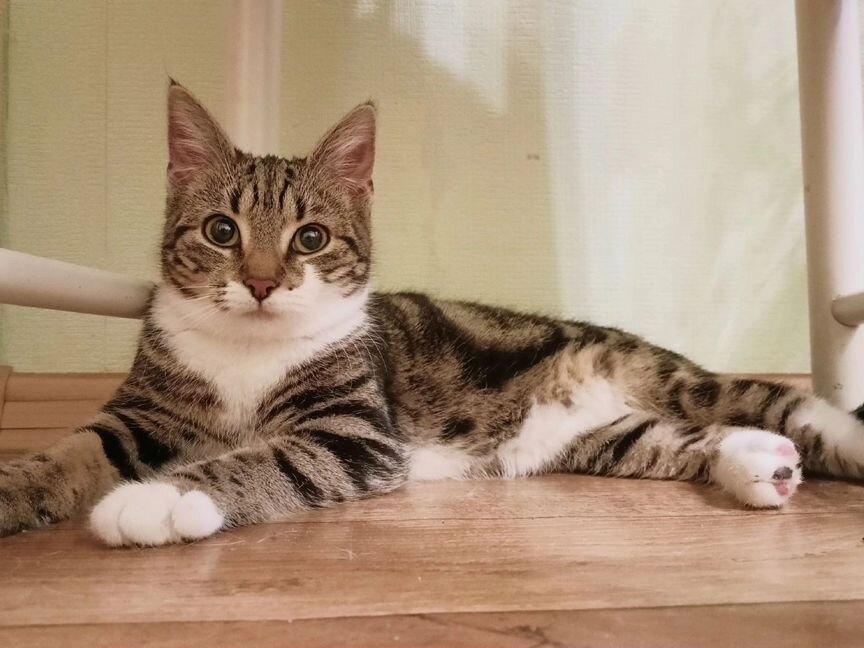 Котёнок Кузина