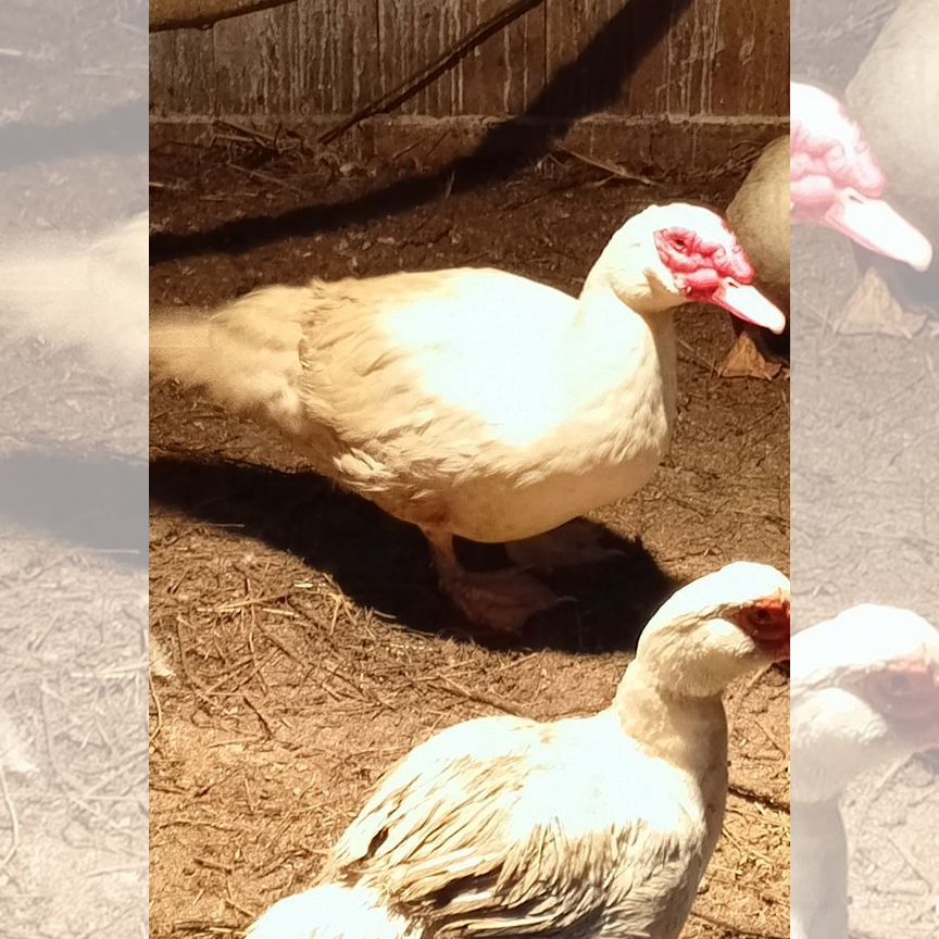 Селезни индоутки