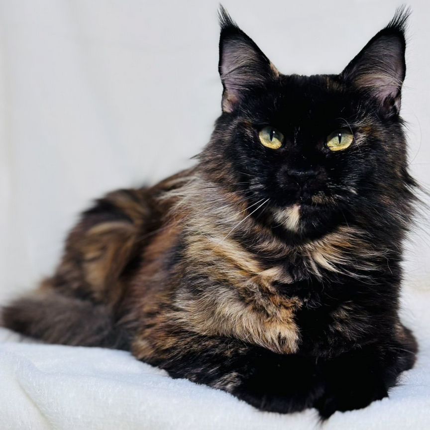 Мейн-кун 11 мес