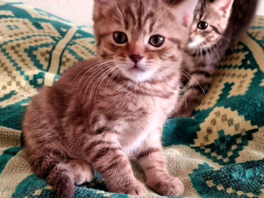 Котята шотландские капучино и черный тигровые