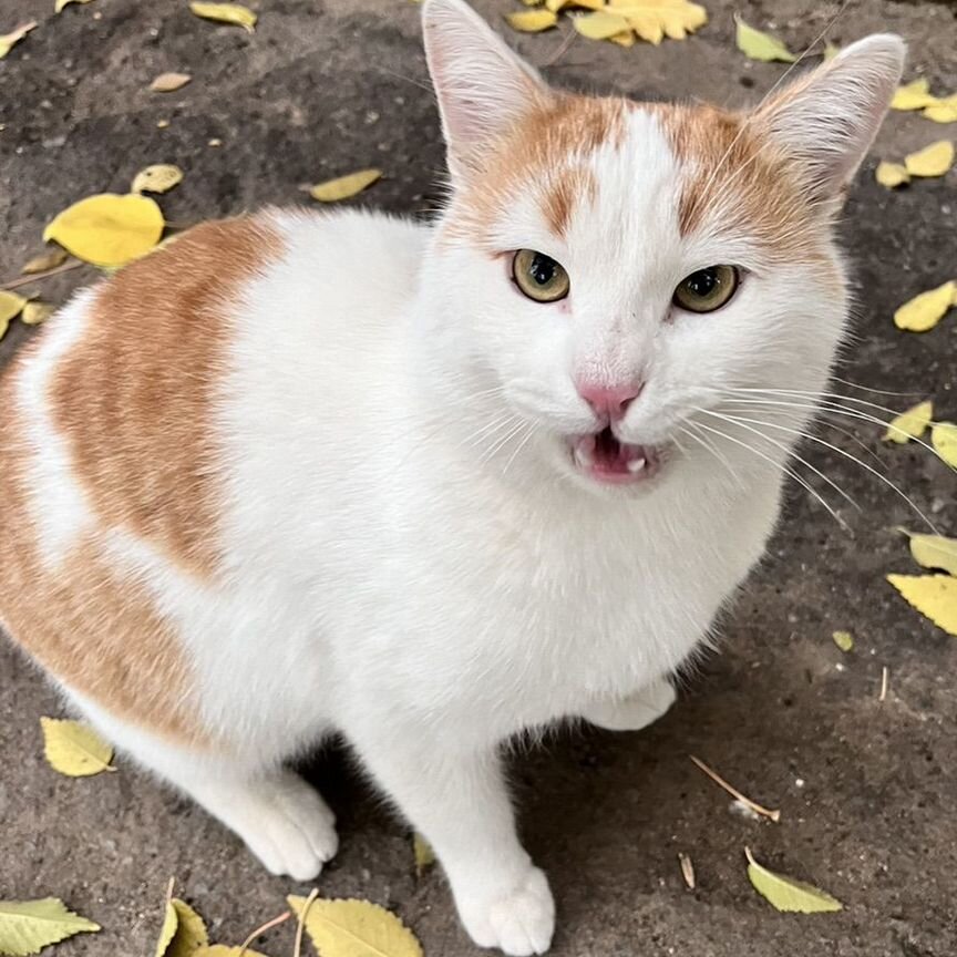 Молодой котик 1,2 мес