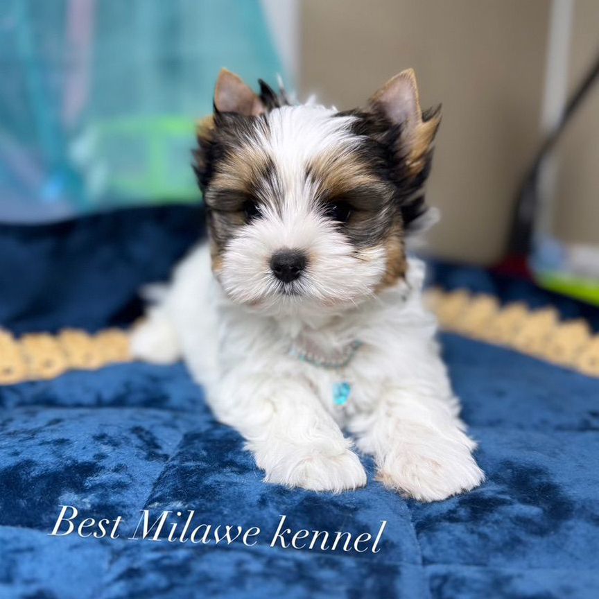 Щенок Бивер, кукольный малыш