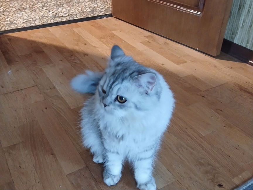 Кошки породистые вислоухие