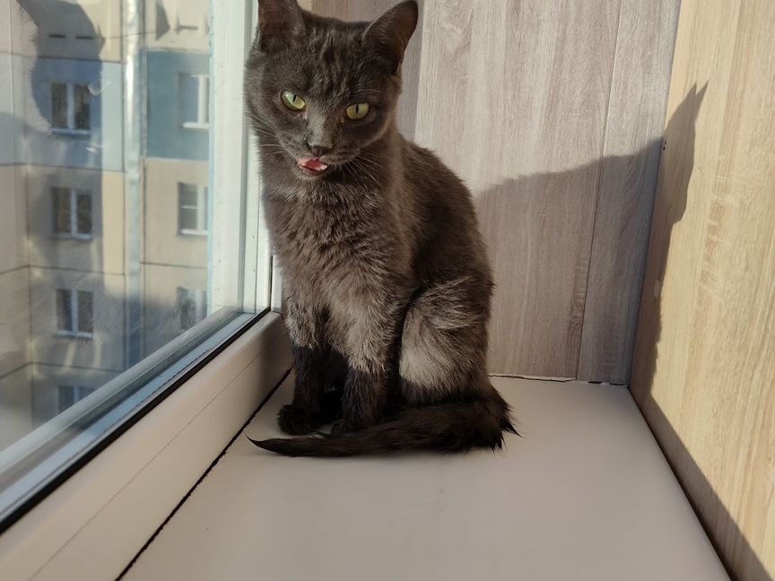 Котята в добрые руки даром бесплатно