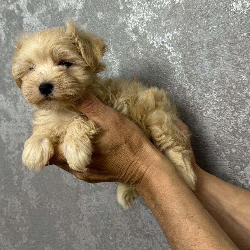 Мальтипу, щенок