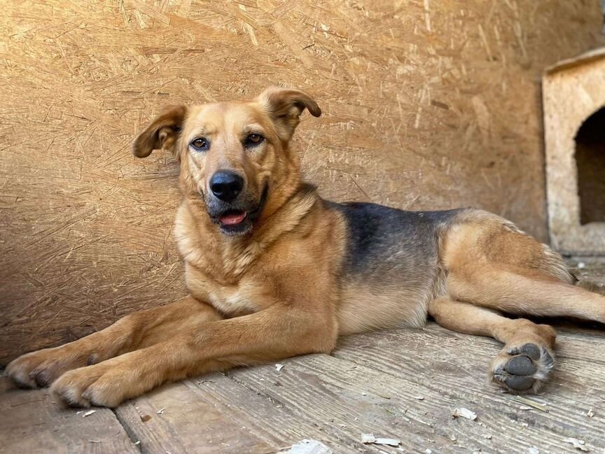Собака в добрые руки отдам бесплатно