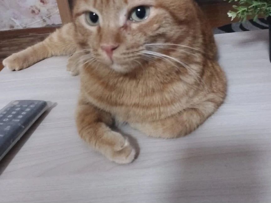 Кошка