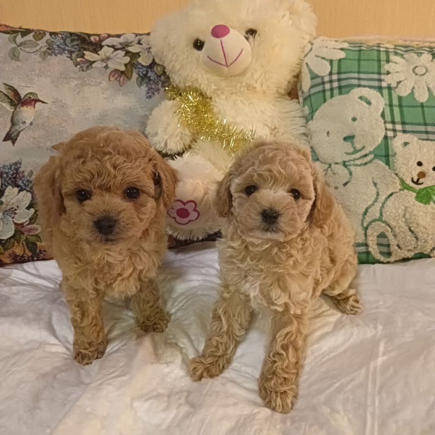 Щенки мальтипу мини