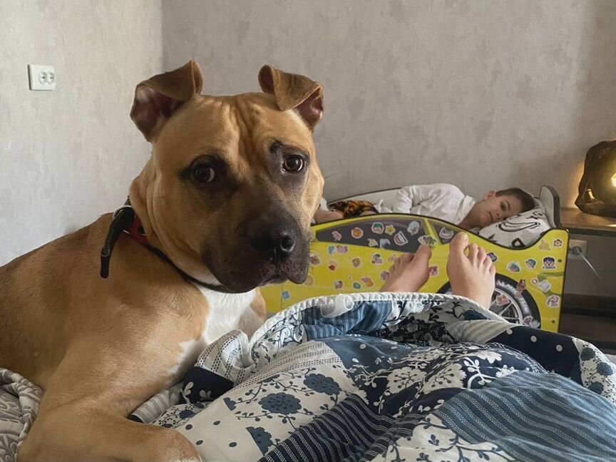 В добрые руки в квартиру