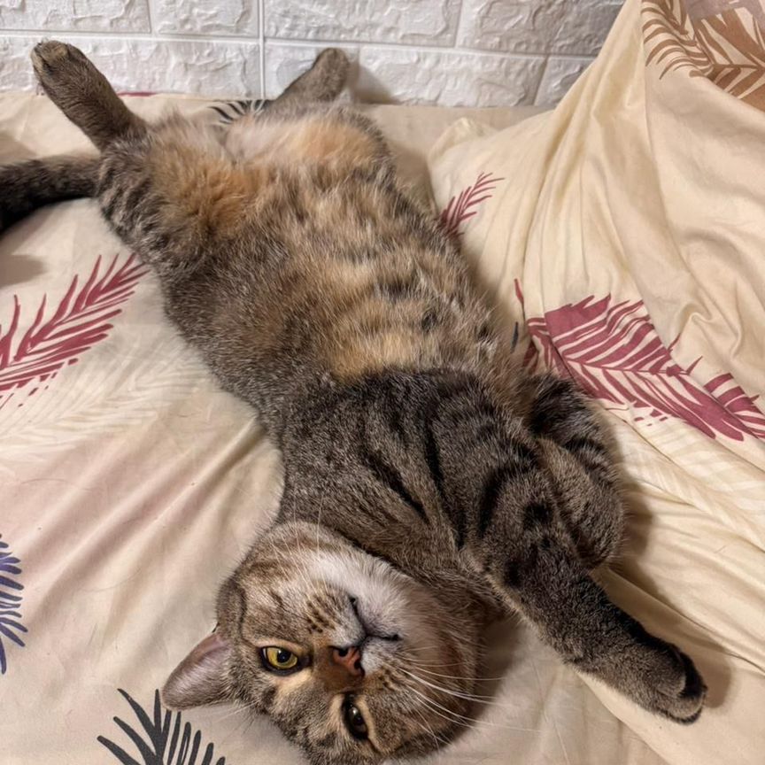 Взрослая кошка в добрые руки