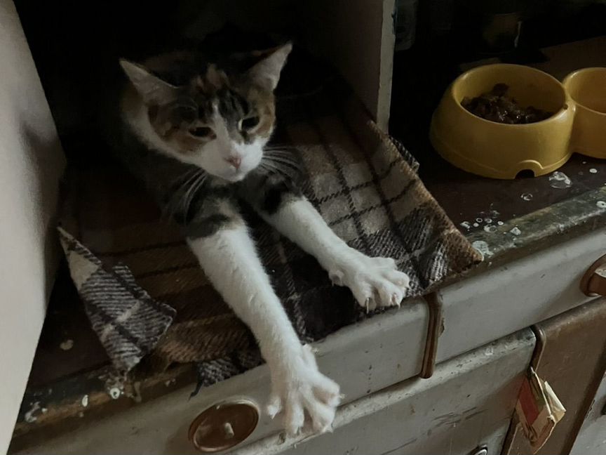 Кошка Маргоша