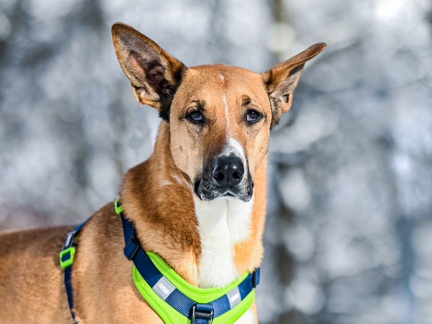 Вениамин ищет дом