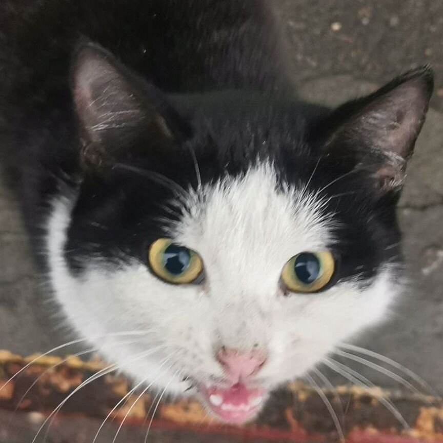 Кошечка, которая ищет кому дарить нежность