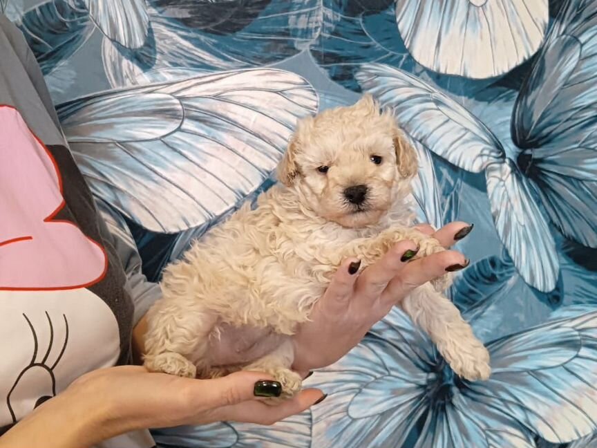 Той-пудель девочка