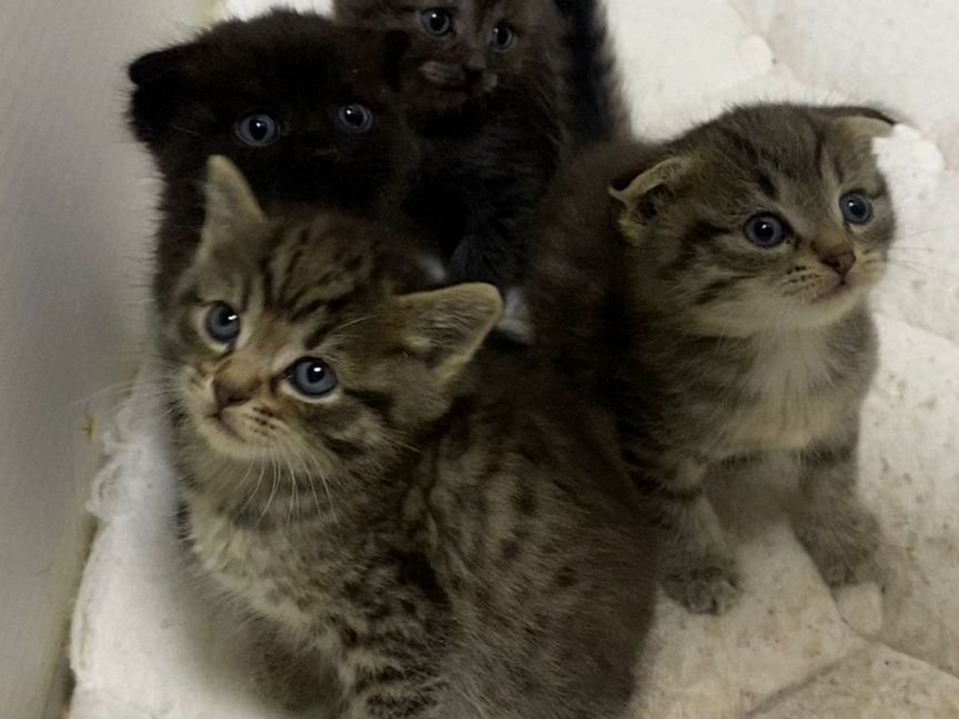 Шотландские вислоухие котята