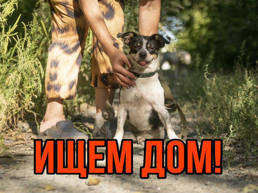 Малышка из отлова