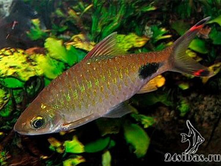 Барбус филаментоза (Barbus filamentosa)