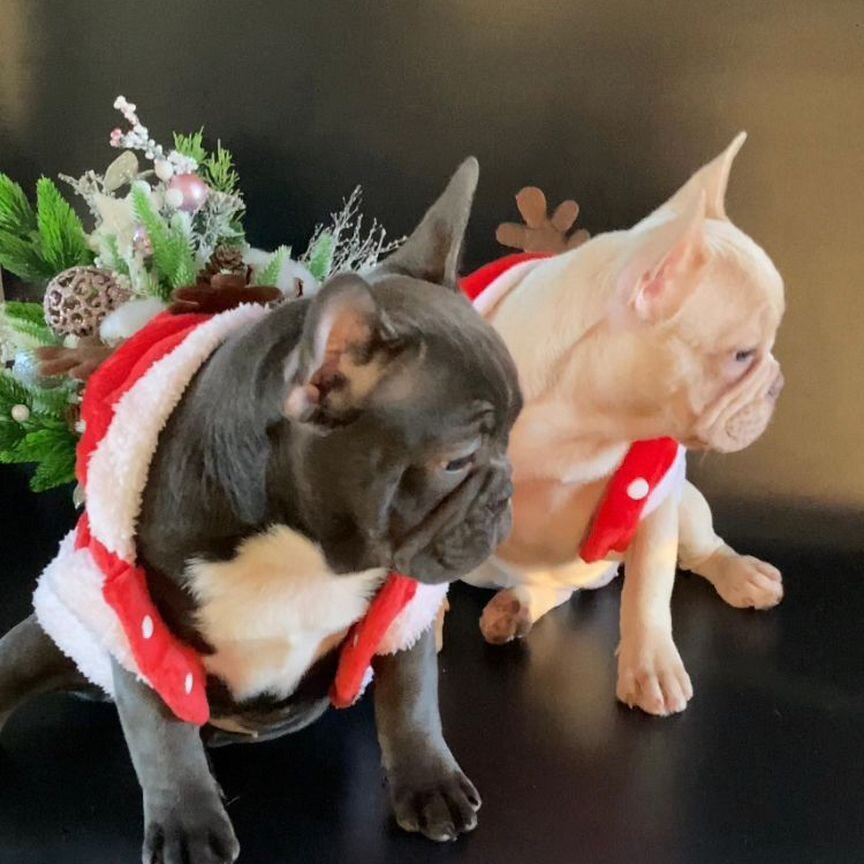 Французские булочки