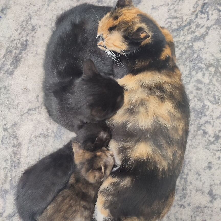 Котята отдам в хорошие руки