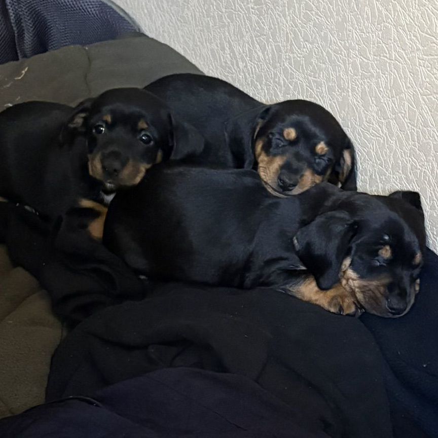 Такса, щенок