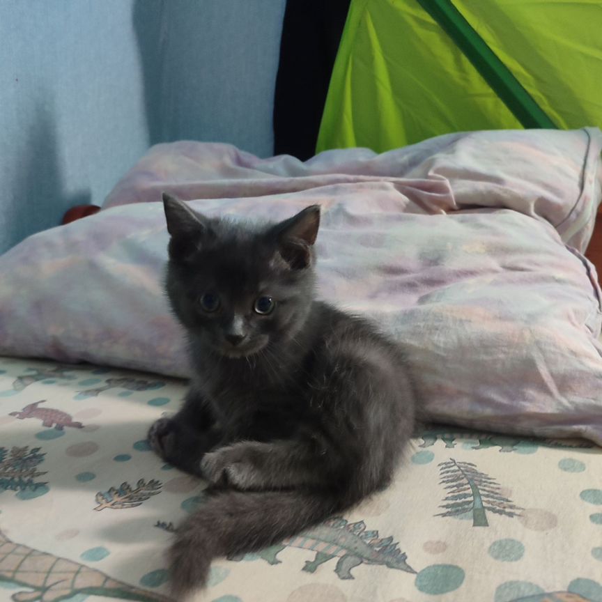 Котята метисы британских