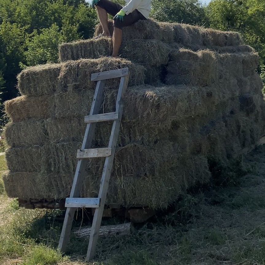 Сено разнотравье в тюках