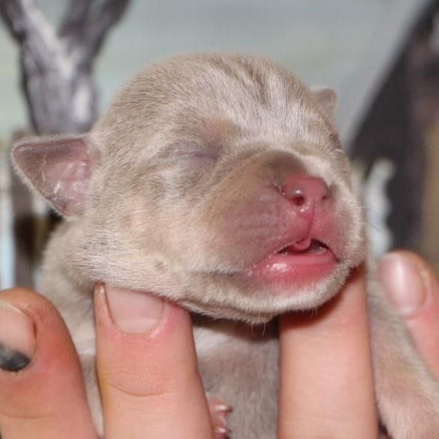 Американский булли, щенок