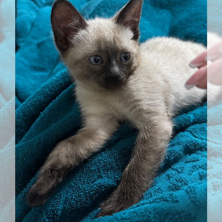 Тайские котята