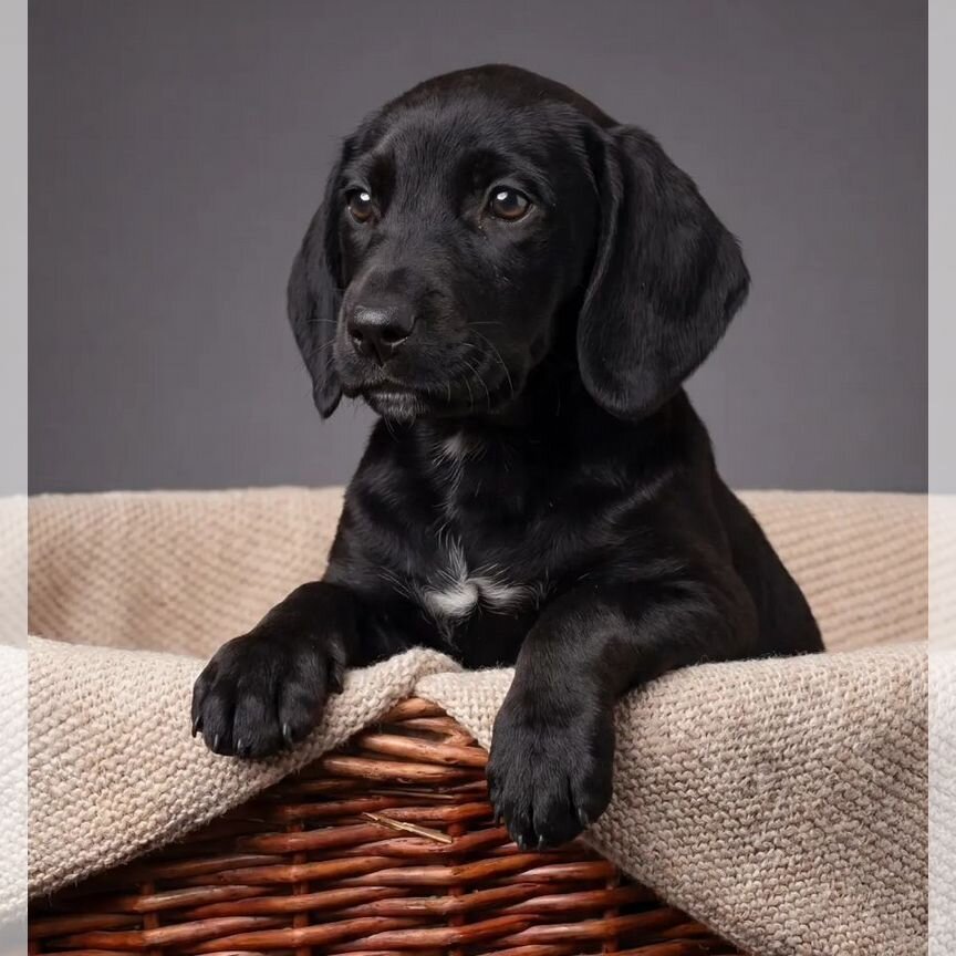 Русский охотничий спаниель, щенок