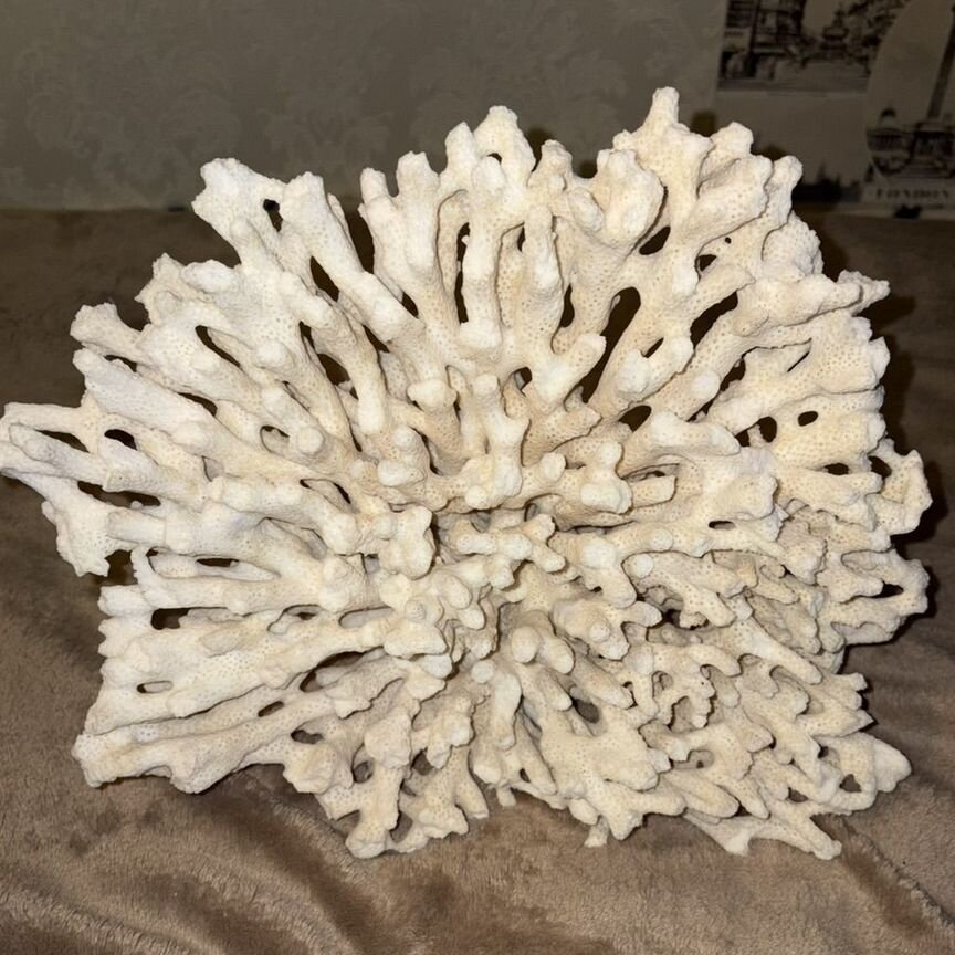 Морские кораллы