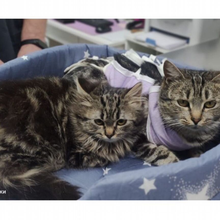 Ласковые мраморные котёнок и кошка-мама