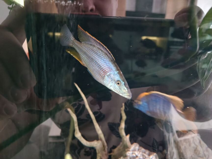 Димидиохромис стригатус (dimidiochromis strigatus)