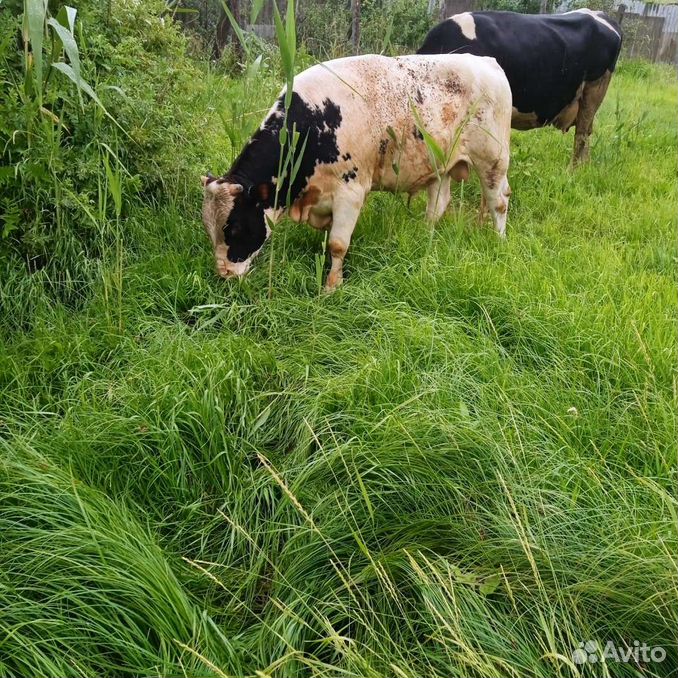 Быки на племя