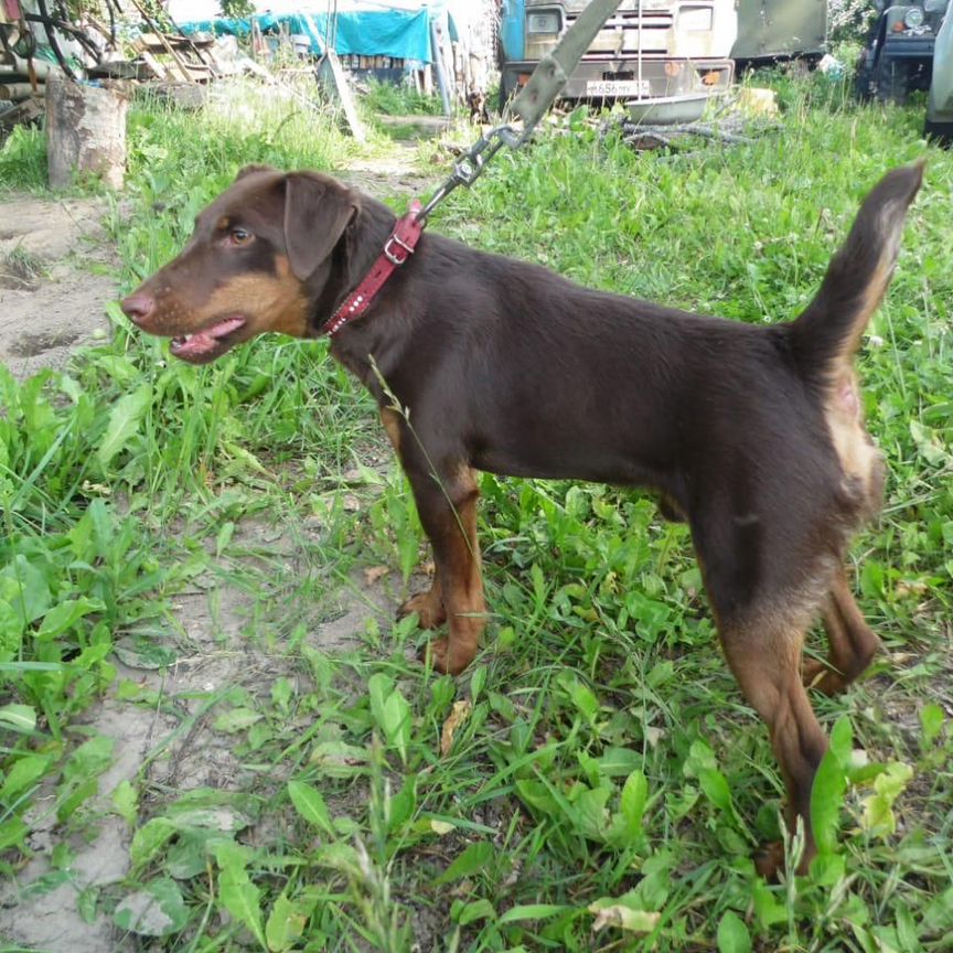 Вязка кобеля ягдтерьера