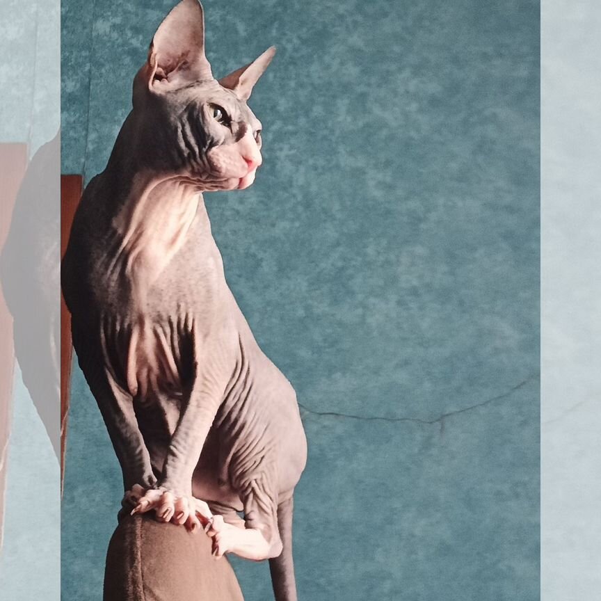 Донской сфинкс, взрослый кот