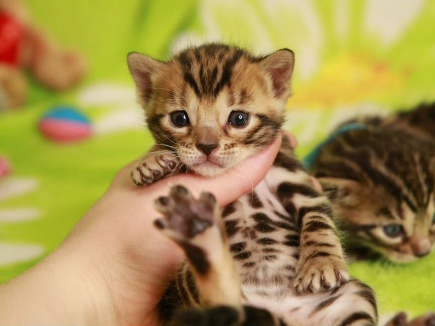 Шикарные бенгальские малыши