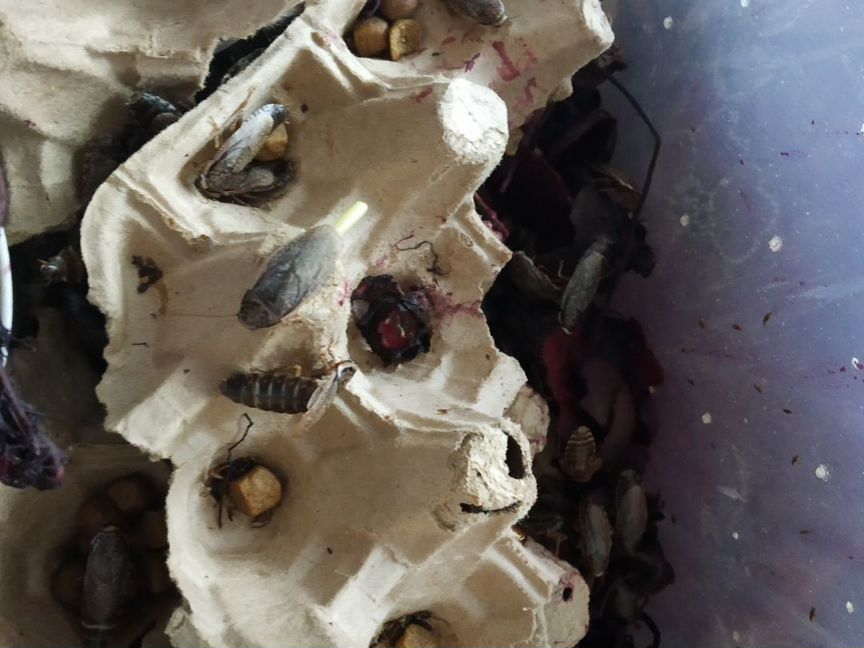 Мраморные тараканы