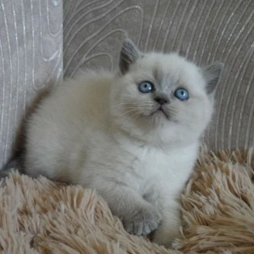 Шотландские котята