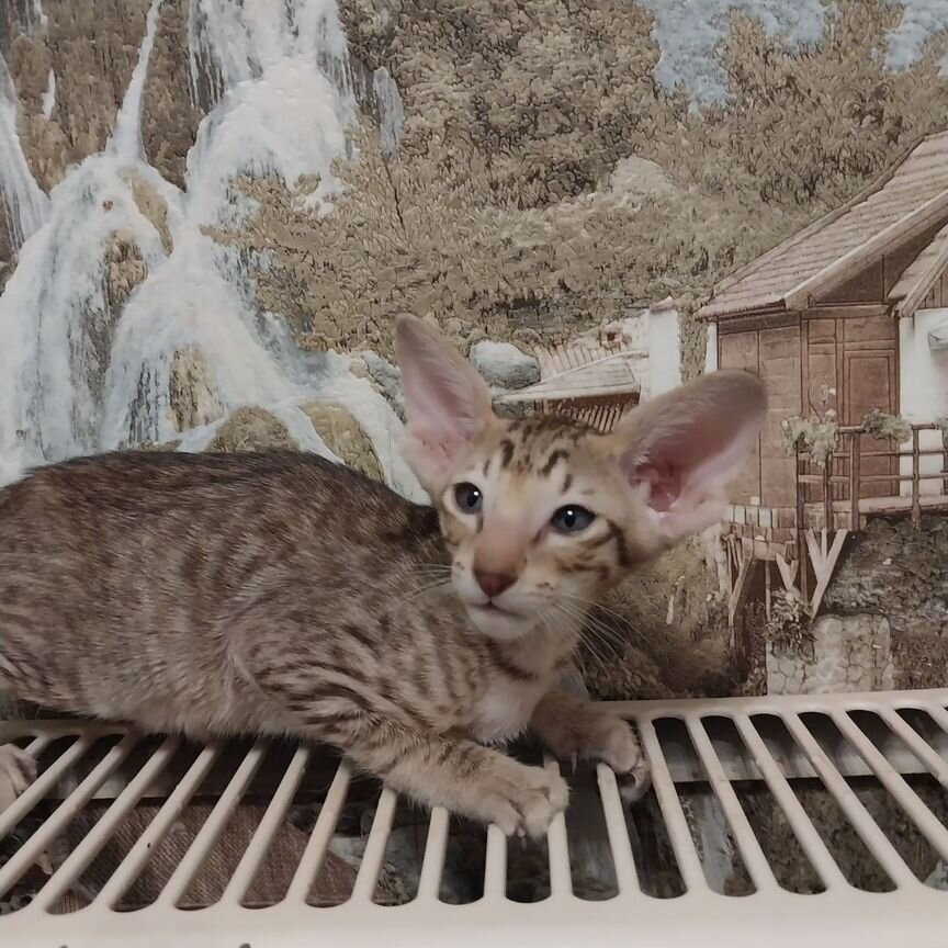 Ориентальные котята